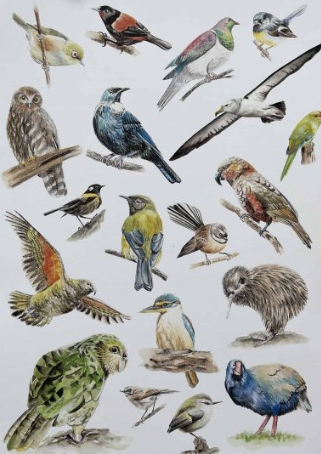 NZ Native Bird Poster - A3 – Flagstaffgallery