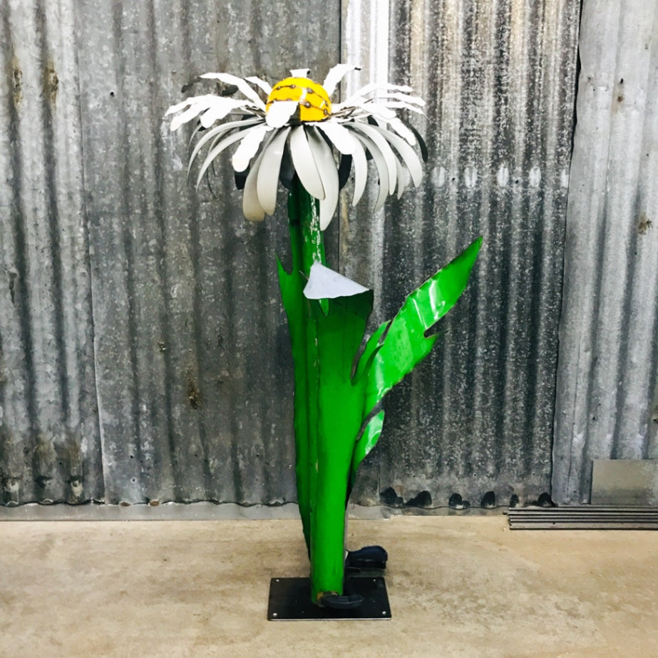 Everlasting Daisy – Flagstaffgallery