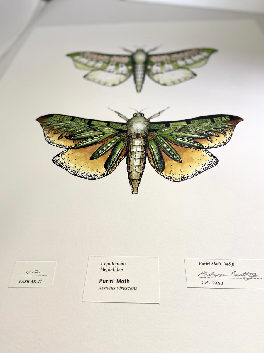 Puriri Moth - male and female – Flagstaffgallery