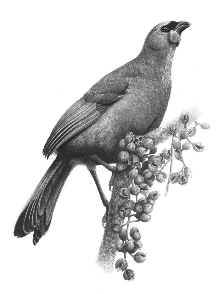 Kokako and Kohekohe - A4 – Flagstaff Gallery