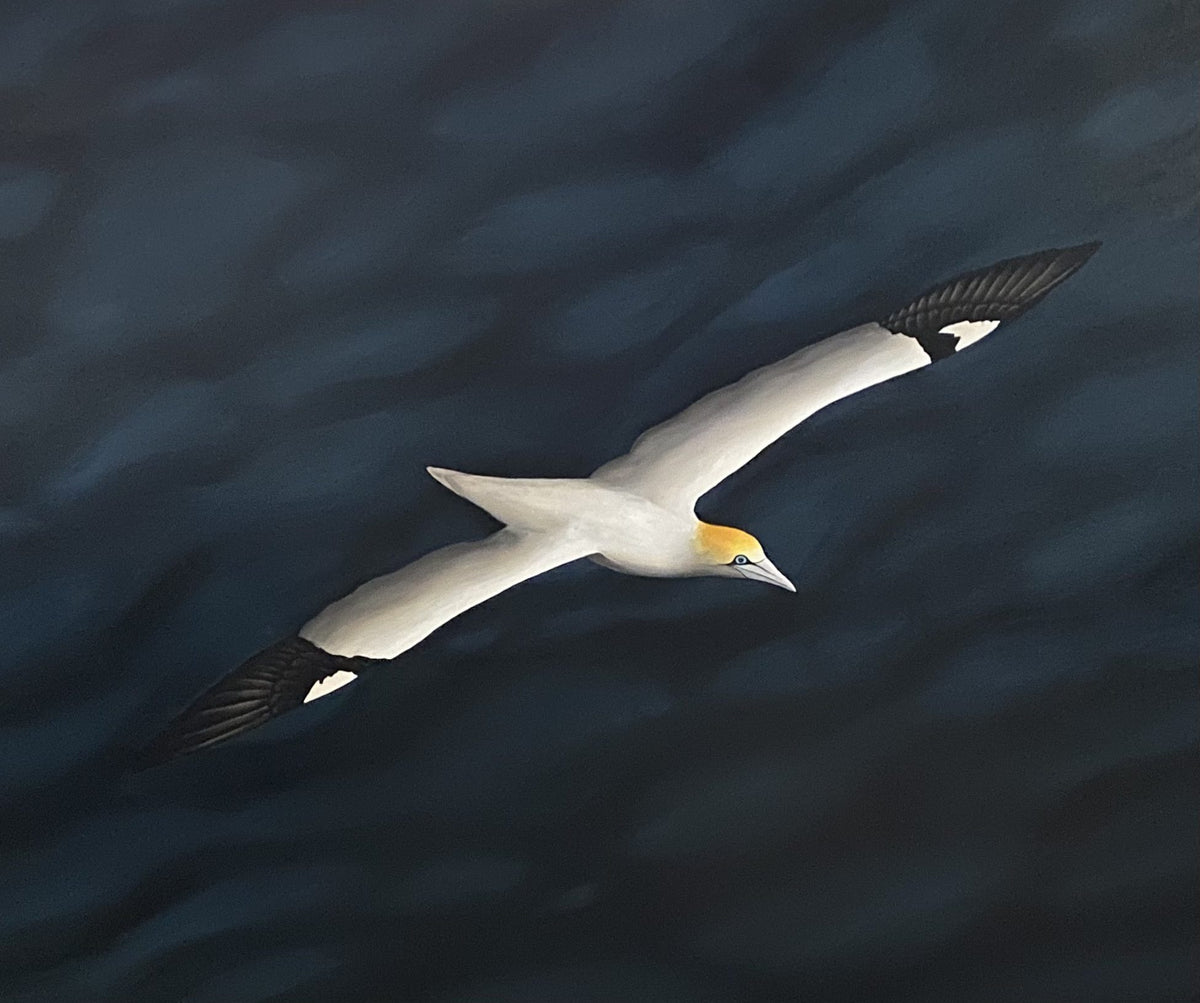 Sea Soar – Flagstaffgallery